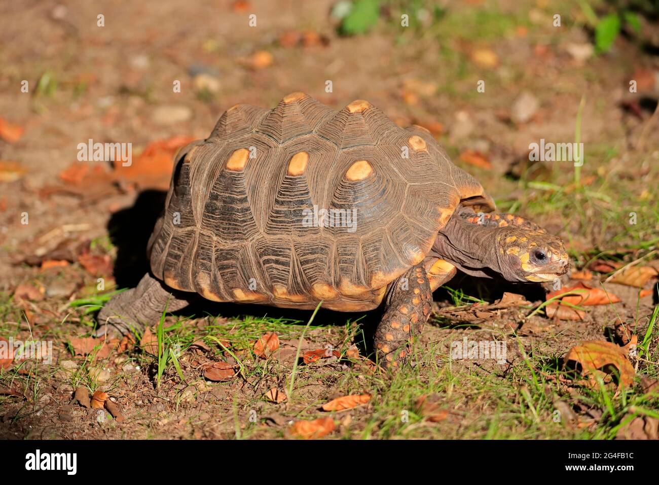 Red-footed tortoise (Geochelone carbonaria), adult, foraging, captive ...
