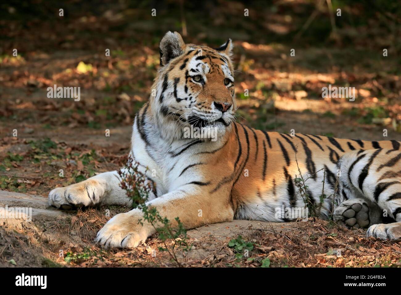 Siberian tiger (Panthera tigris altaica), adult, captive Stock Photo - Alamy