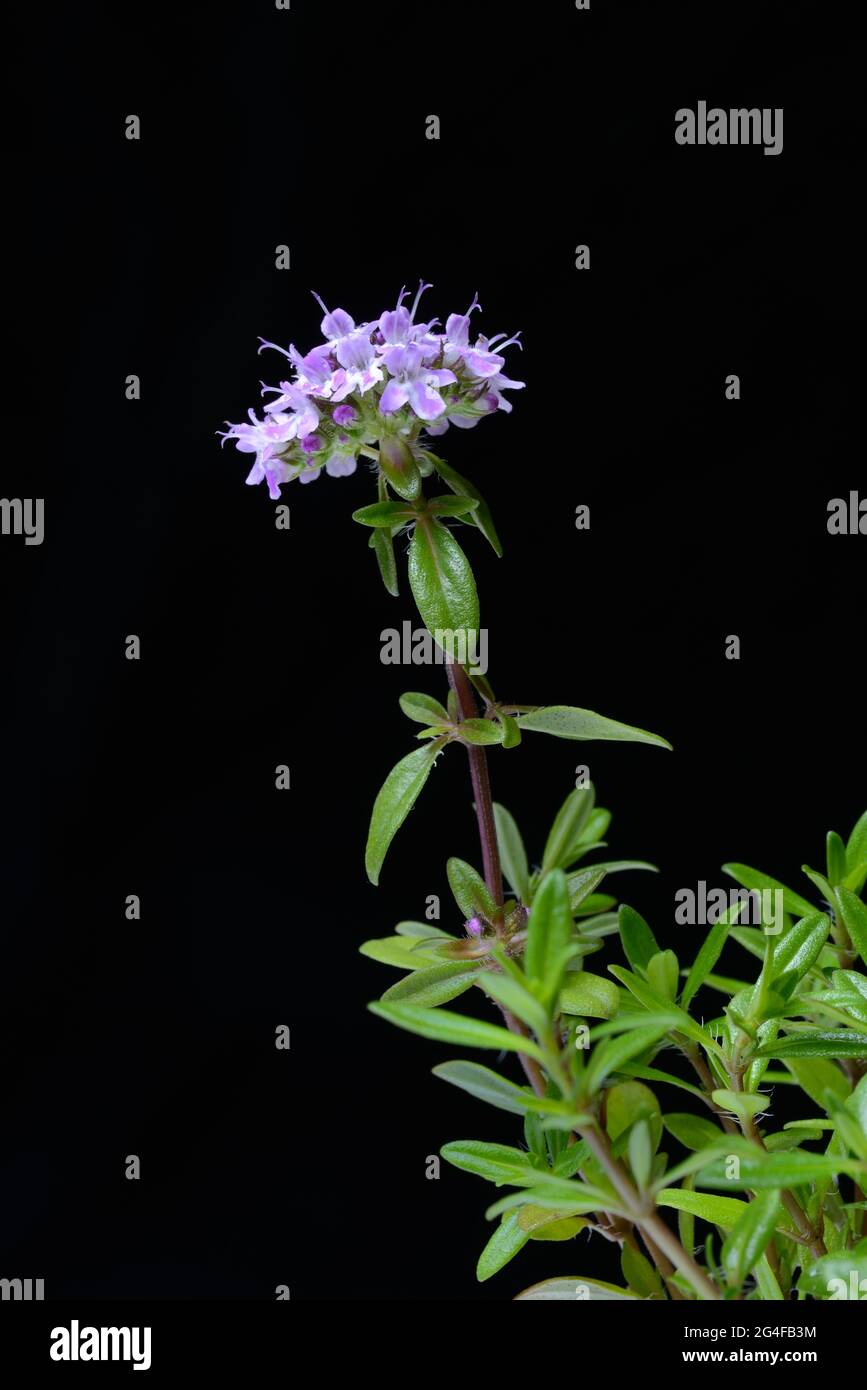 Savory spice hi-res stock photography and images - Alamy