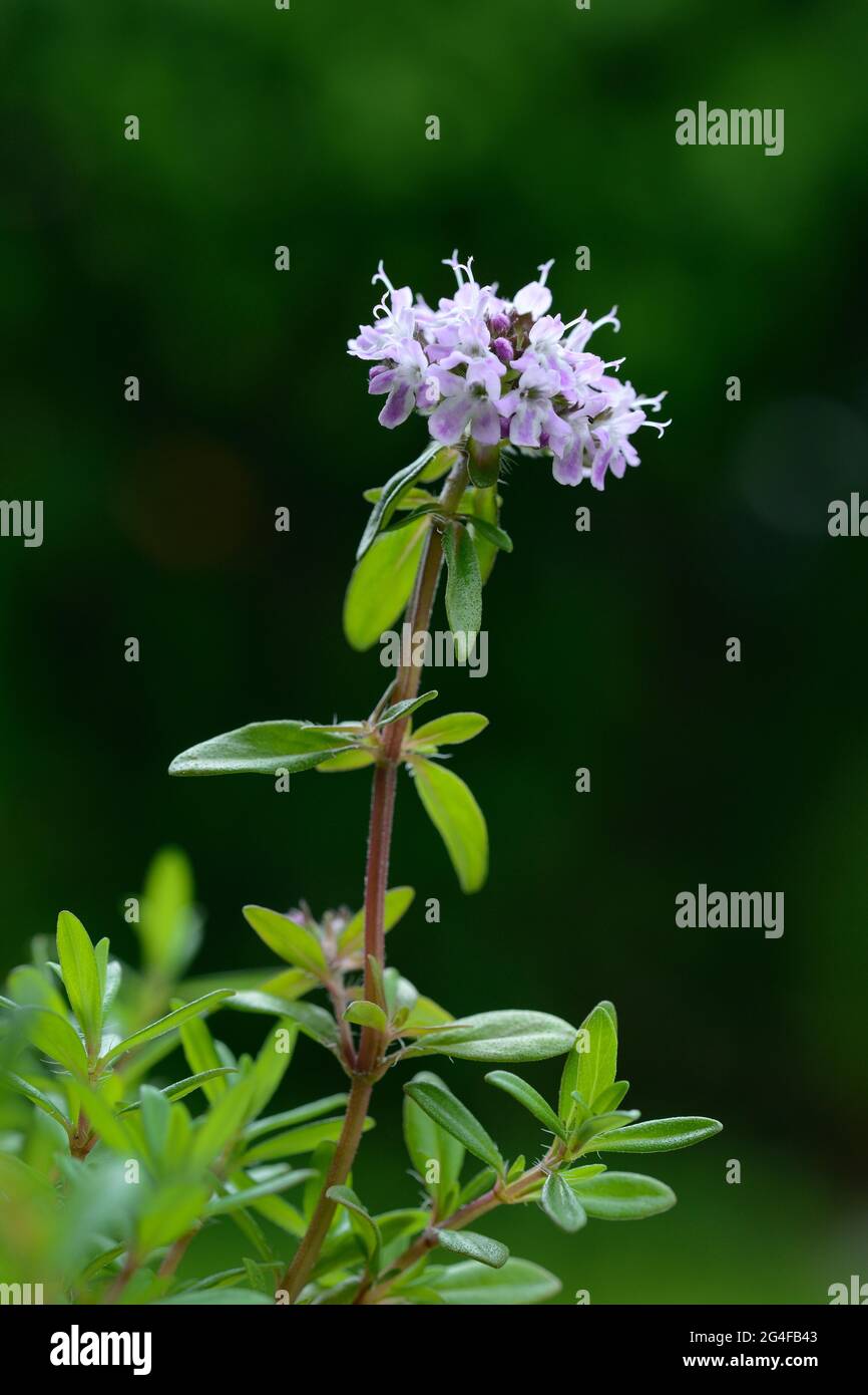 Savory (Satureja), flowering spec Stock Photo - Alamy