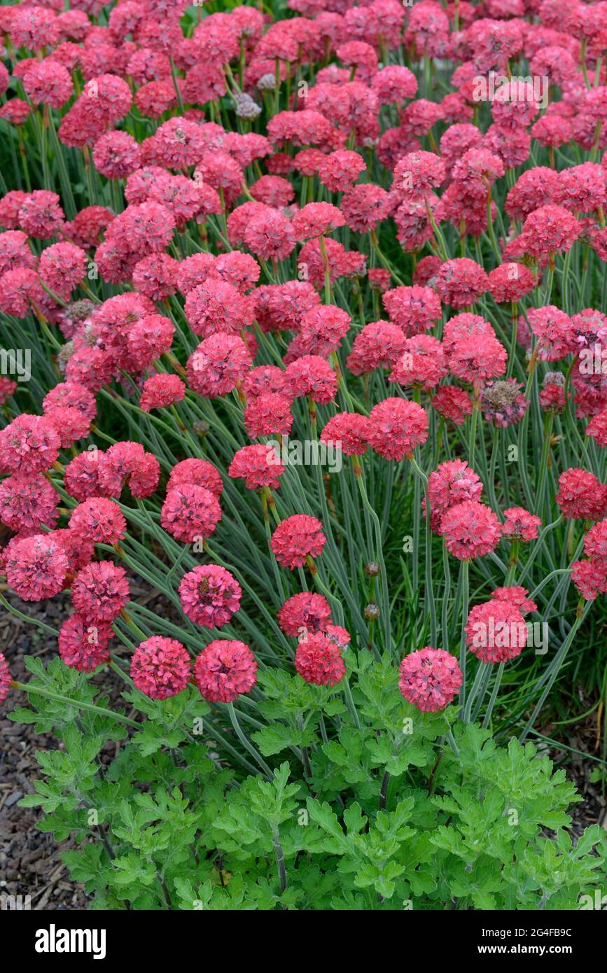 Hybrid Beach Carnation Ornament, Grass Carnation Stock Photo - Alamy