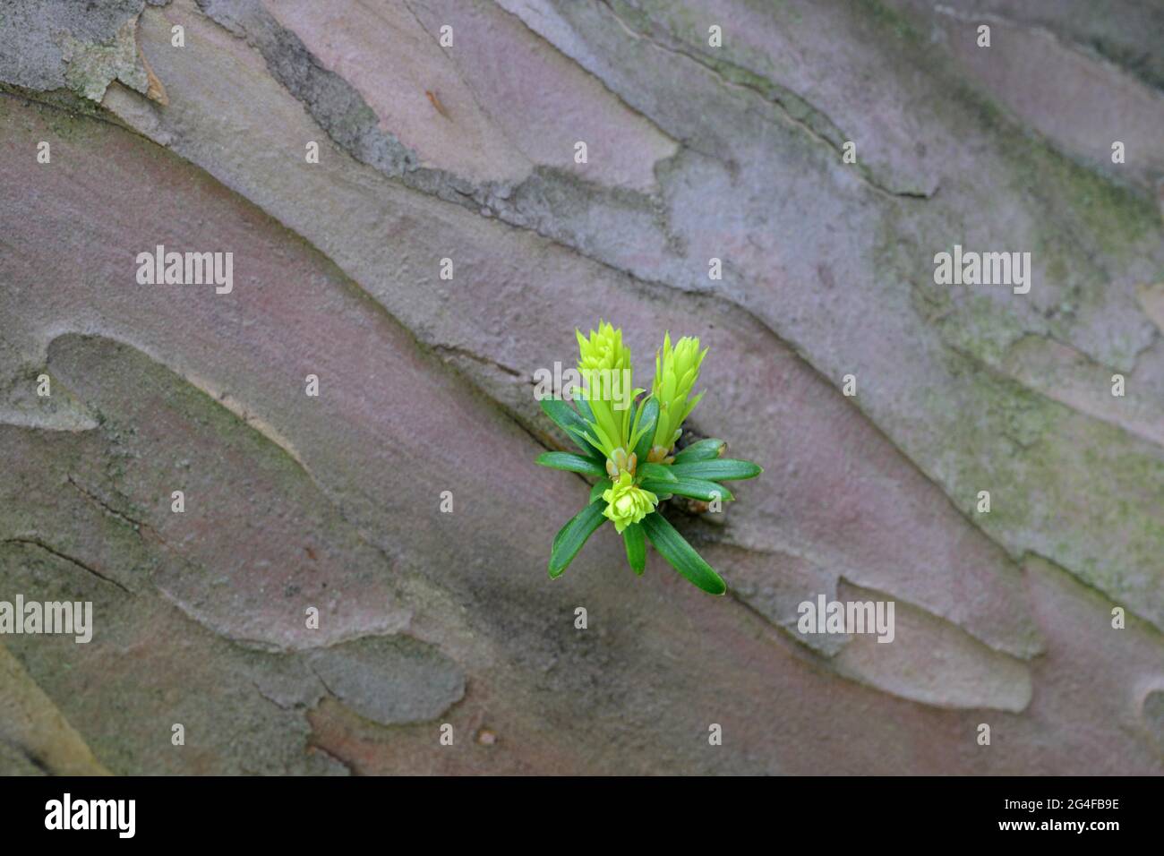 Leaf sprouts on the trunk of an old yew (Taxus baccata Stock Photo - Alamy