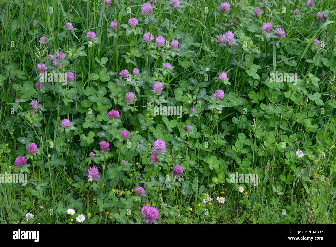 Red meadow clover hi-res stock photography and images - Alamy