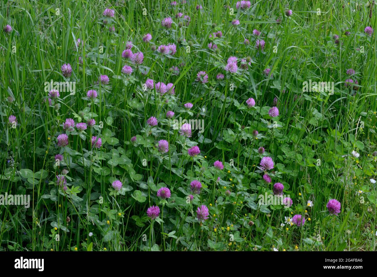 Clover forage legume hi-res stock photography and images - Alamy