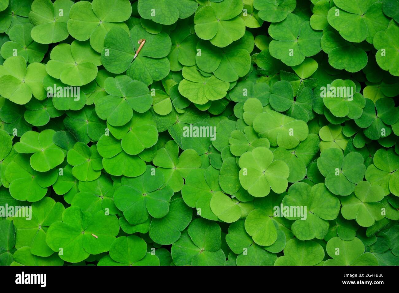 Wood sorrel (Oxalis acetosella) clover leaves Stock Photo - Alamy
