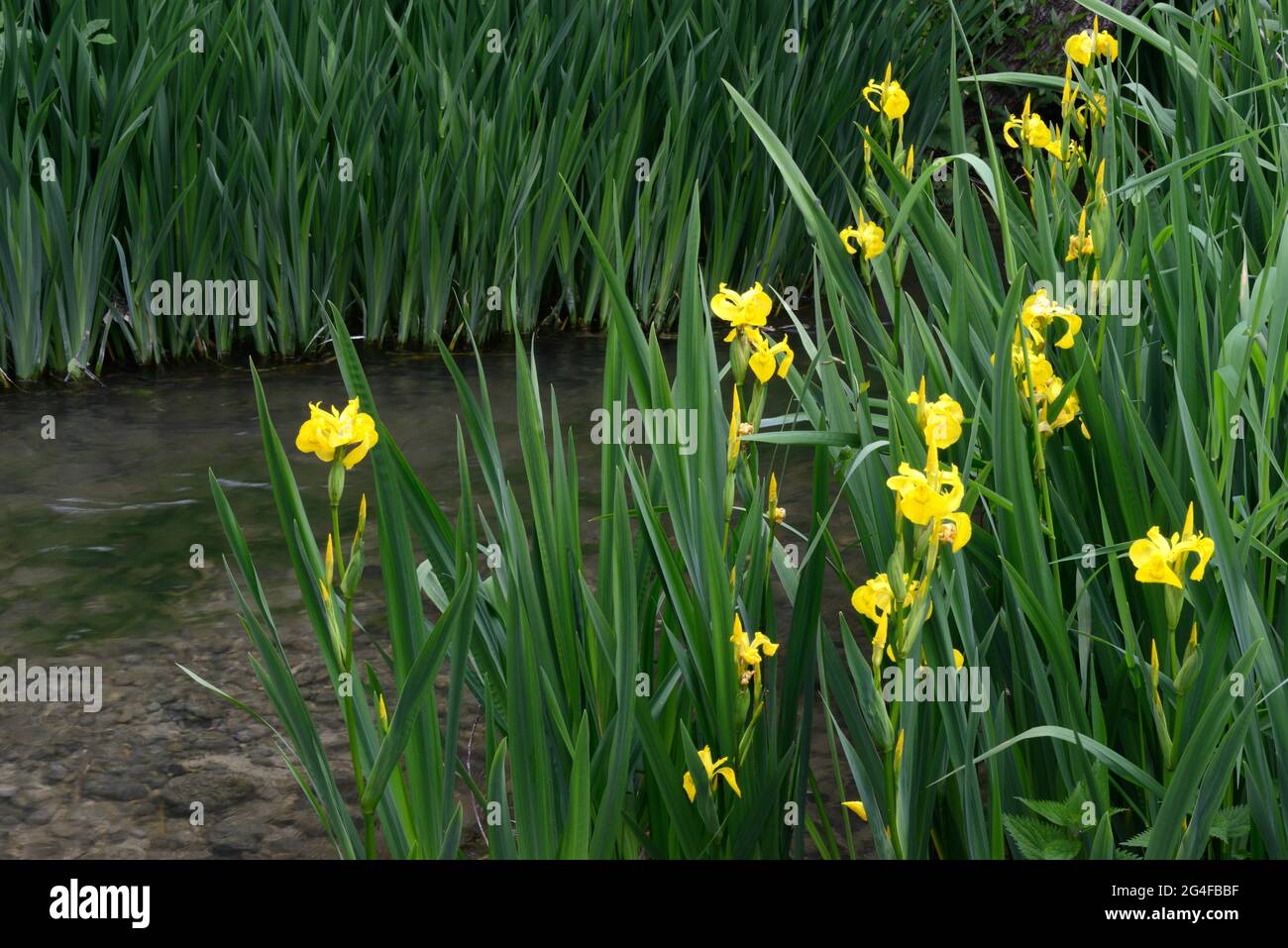 Blossom of an iris hi-res stock photography and images - Alamy