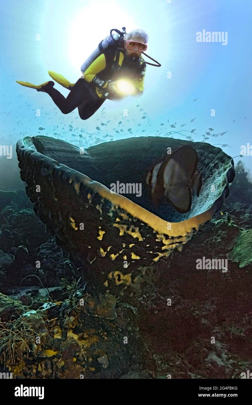 Photomontage, spiny tube sponge (Callyspongia crassa), diver and ...