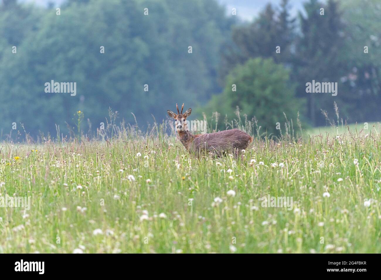European roe deer (Capreolus capreolus), roebuck standing in a flower ...