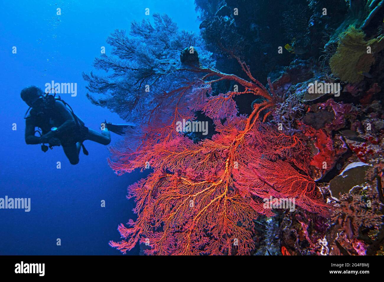 Red knotted sea fan (Melithaea ochracea), with diver, Wakatobi Dive ...