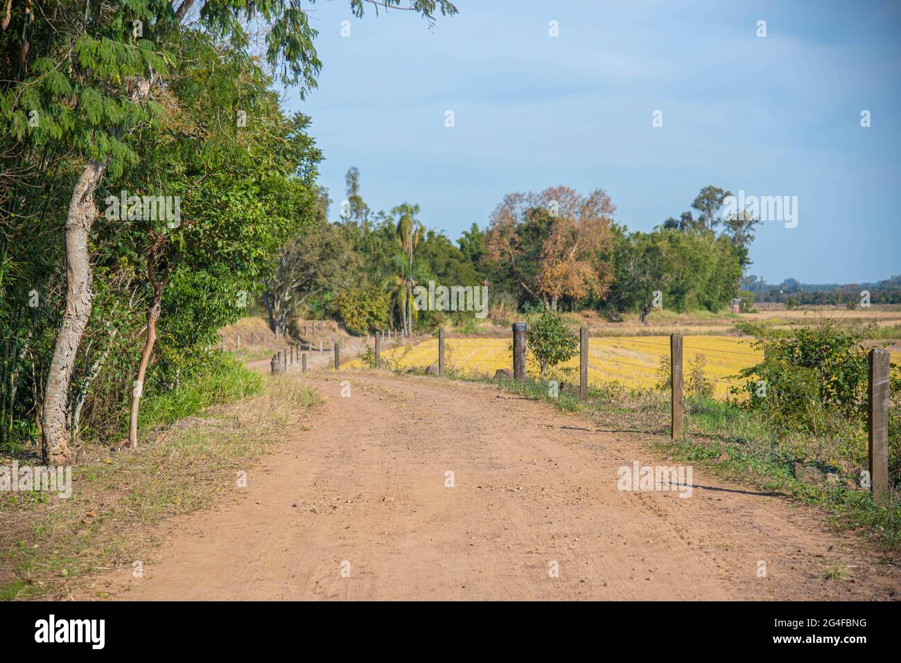 Dirt road alongside rice plantation. Rural landscape. agricultural ...