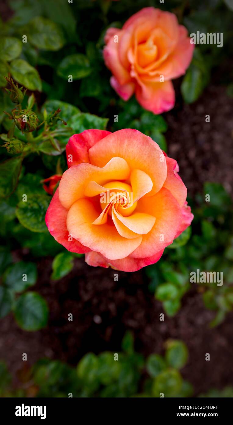 Yellow and pink rose (Rosa), Queen Mary's Rose Gardens, Regent's Park ...