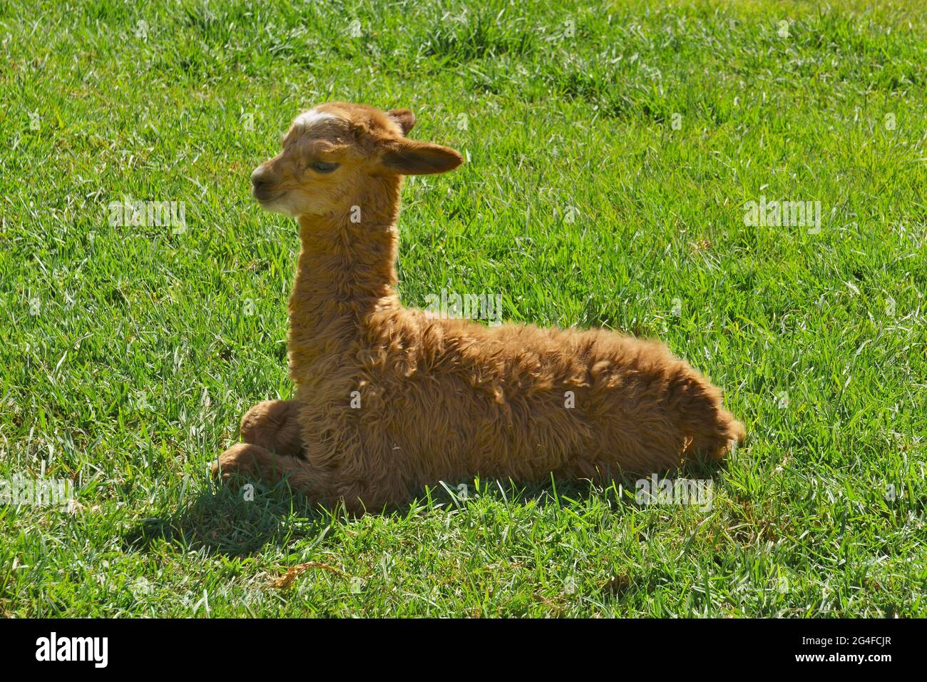 Young alpaca (Vicugna pacos) lying in the grass, Urubamba province ...
