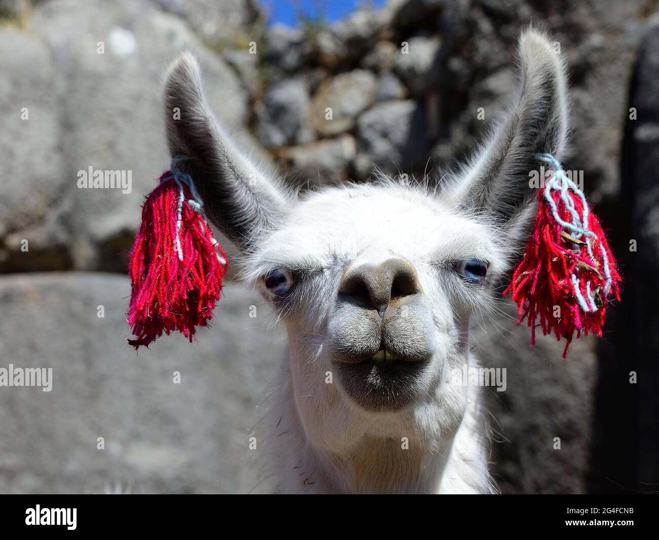 Inti Raymi, festival of the sun, decorated llama at the fortress wall ...