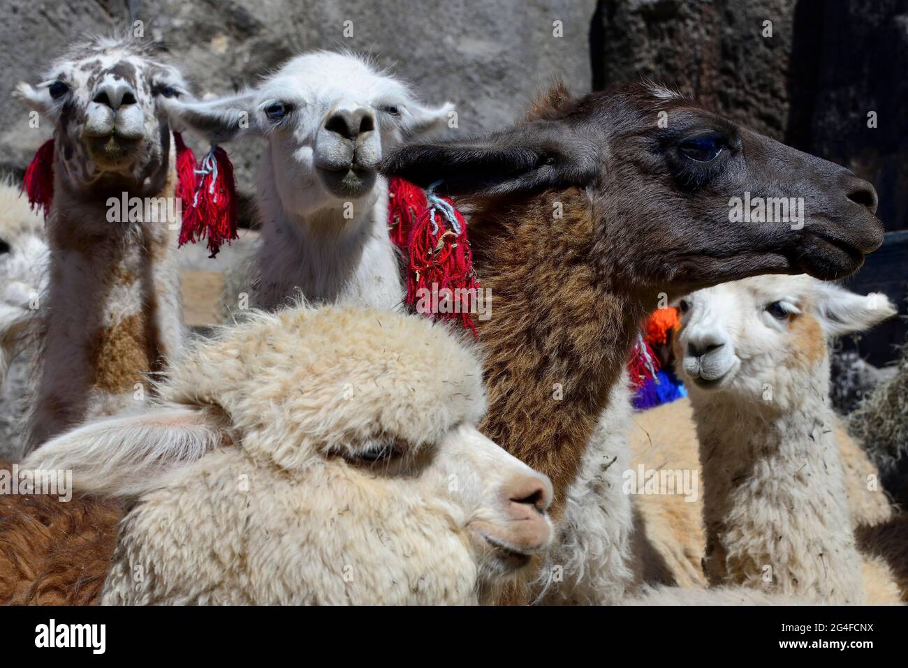Inti Raymi, festival of the sun, decorated llamas and an alpaca at the ...