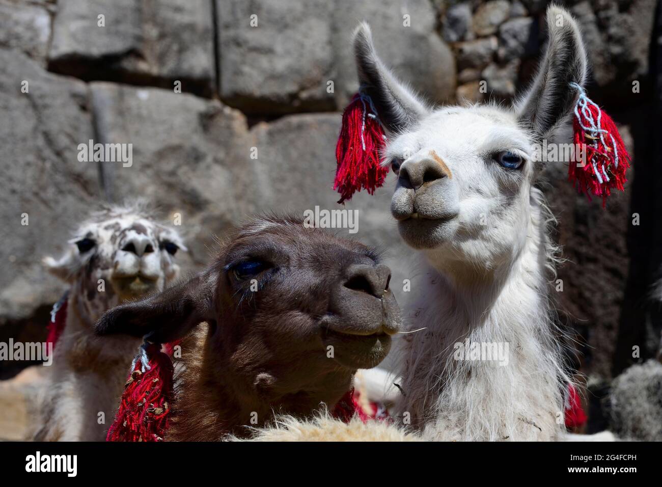 Inti Raymi, festival of the sun, decorated lamas at the fortress wall ...