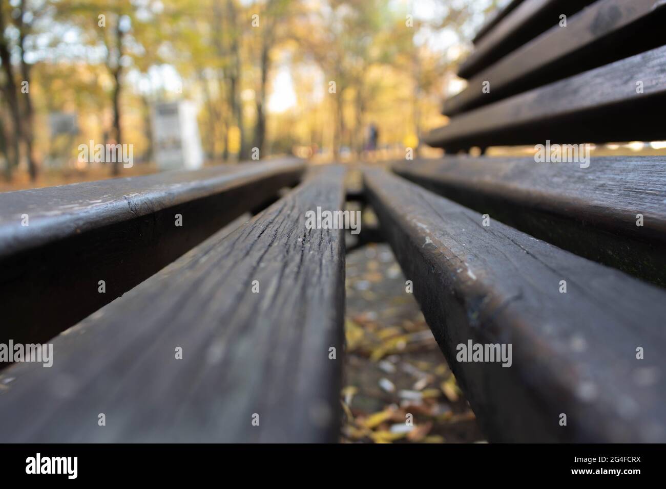Bench with leading lines to a empty space in park during fall, with ...