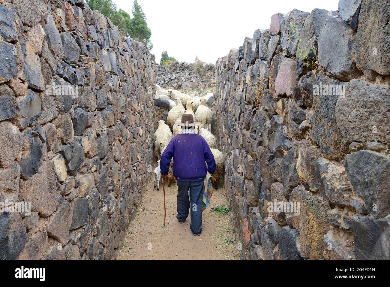 Shepherd with flock of sheep in Raqchi, Inca ruins, Canchis province ...
