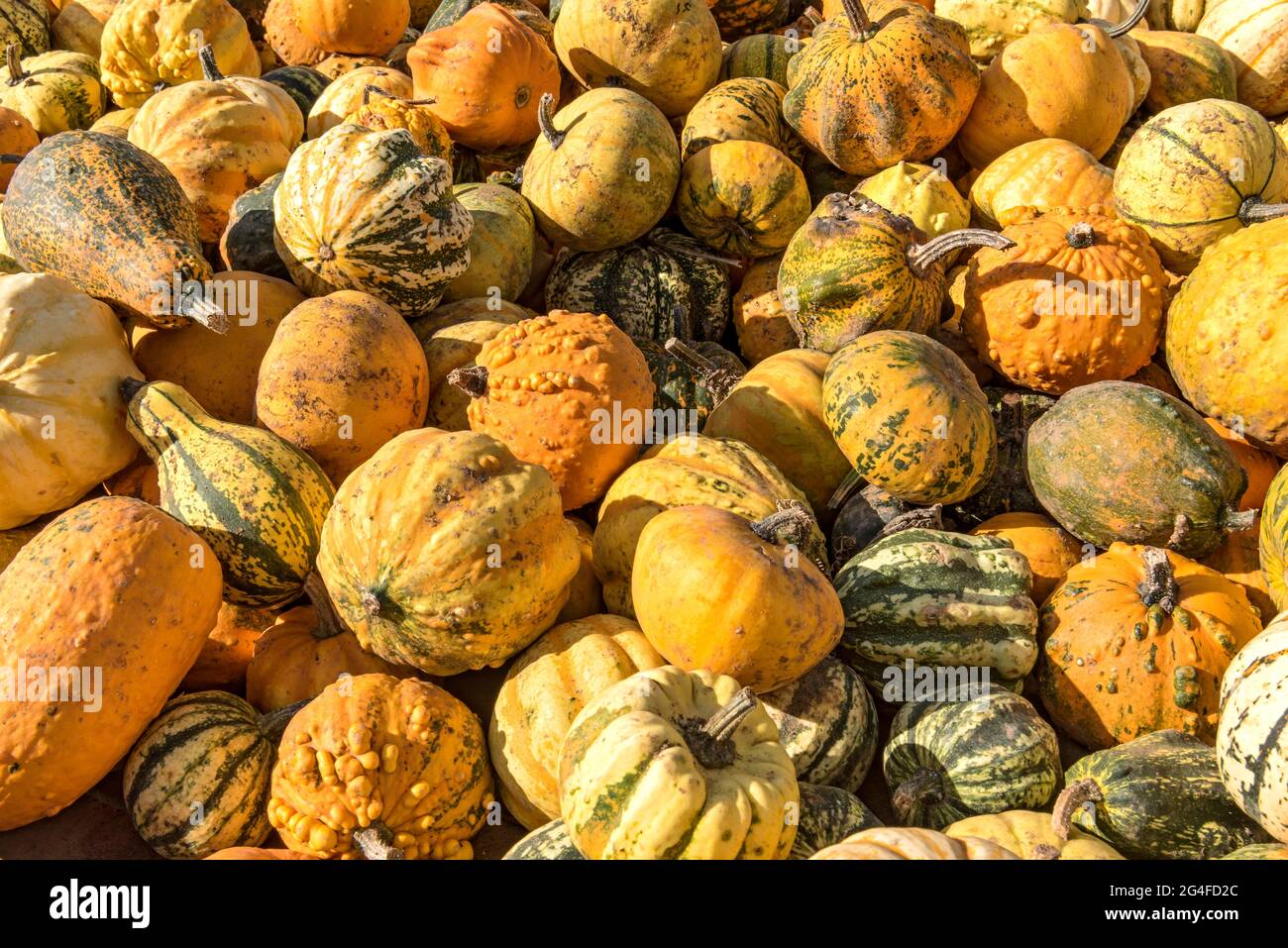 Pumpkins (Cucurbita) Edible and ornamental pumpkins of different ...