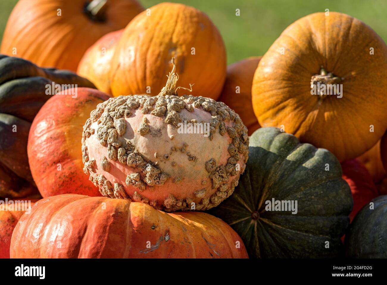 Pumpkins (Cucurbita) Edible and ornamental pumpkins of different ...