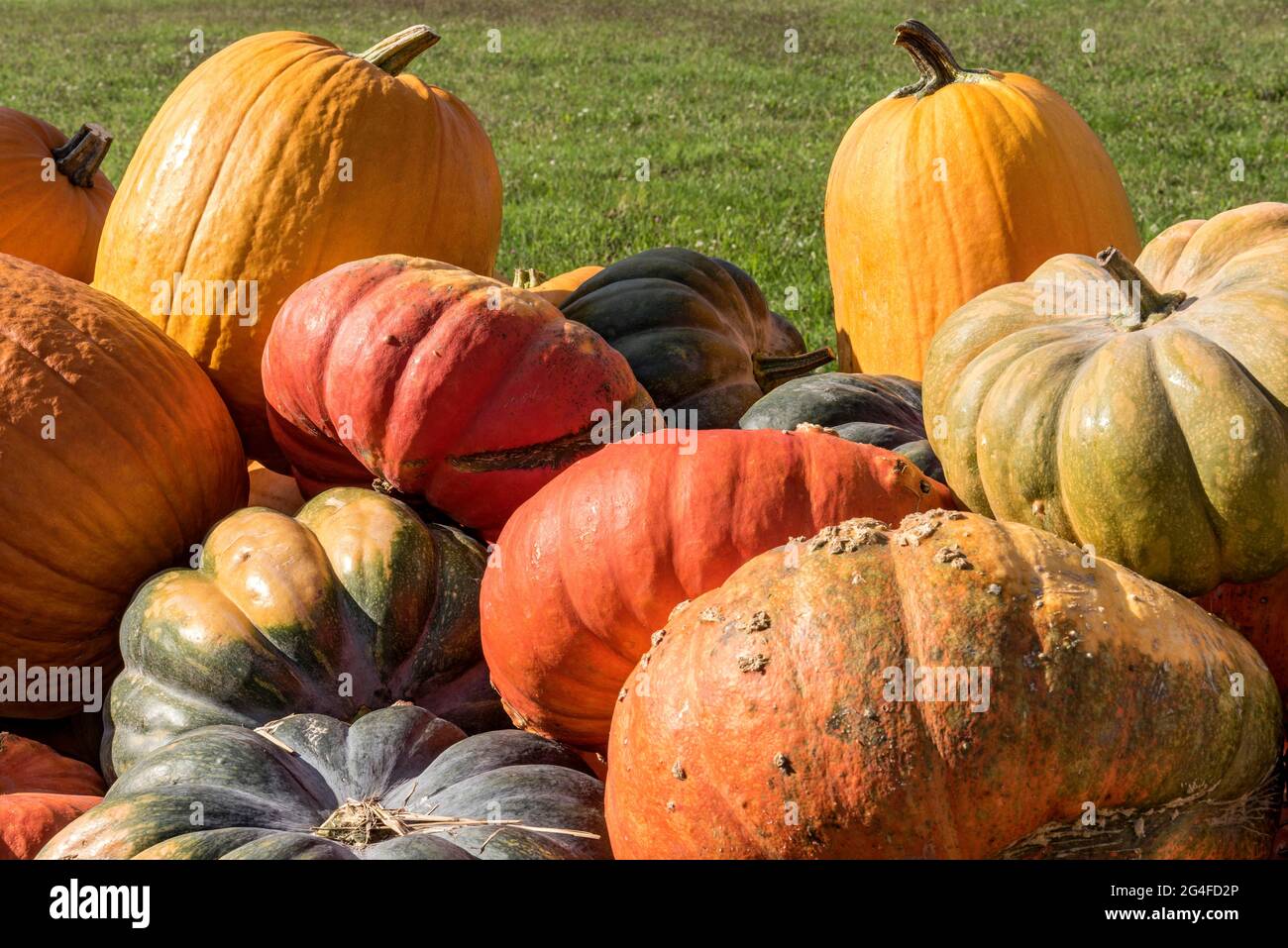 Pumpkins (Cucurbita) Edible and ornamental pumpkins of different ...