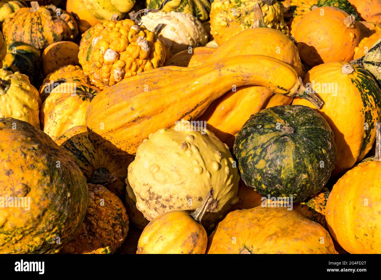 Pumpkins (Cucurbita) Edible and ornamental pumpkins of different ...