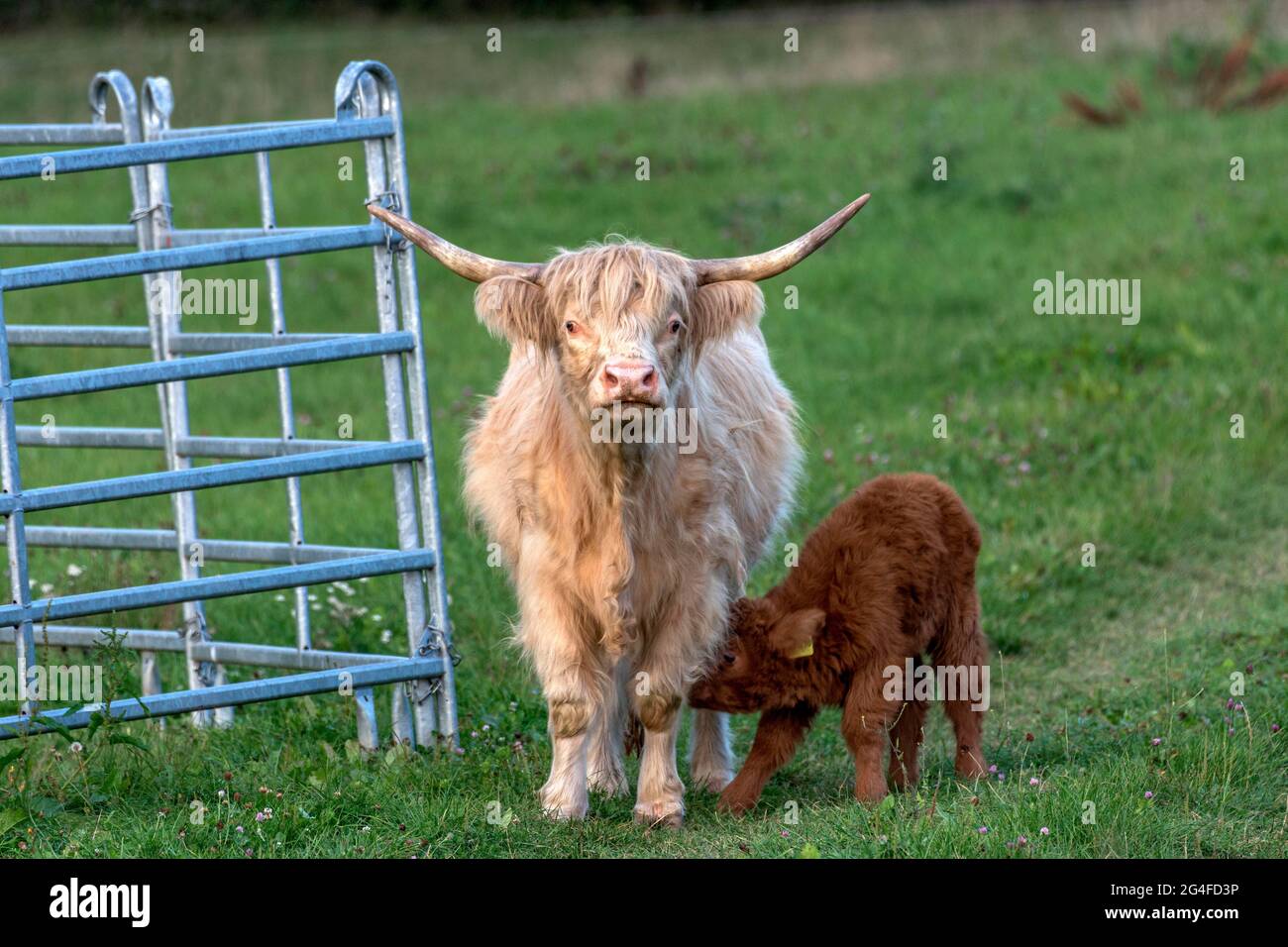Scottish Highland Cattle, Highland Cattle or Kyloe (Bos primigenius f ...