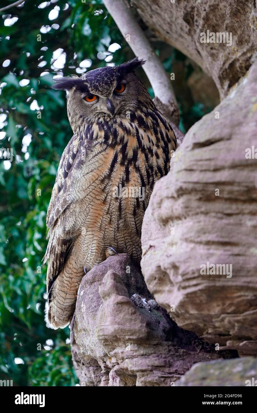 Eurasian eagle-owl (Bubo bubo) sitting on a rock, wildlife, Black Forest, Baden-Wuerttemberg ...