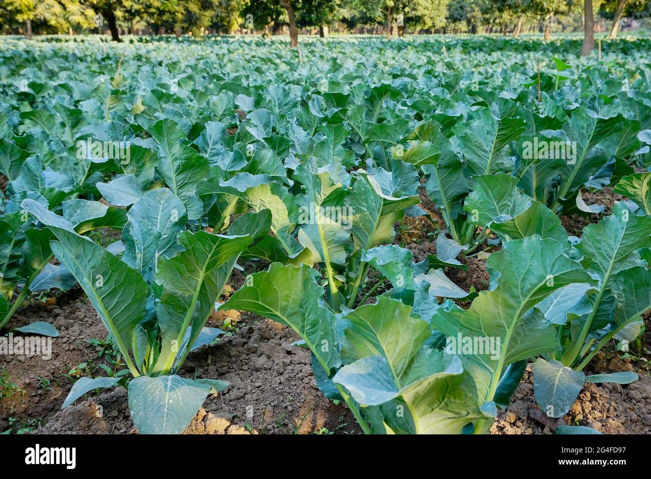 Cauli flower, brassica oleracea, being cultivated in an agriculture ...