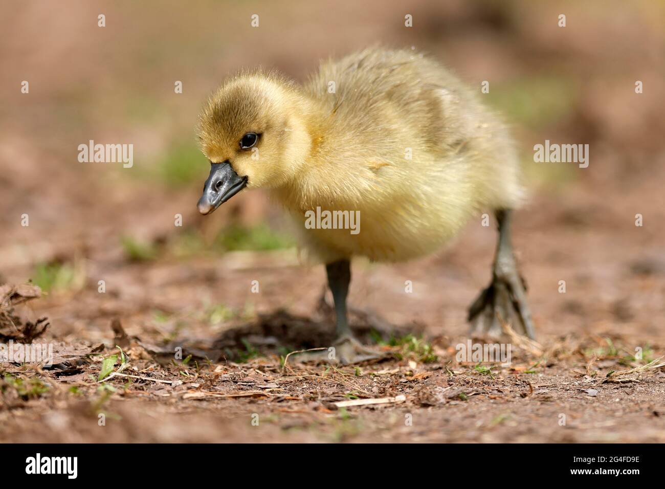 Greylag goose (Anser anser) chicks in a meadow, Germany Stock Photo - Alamy