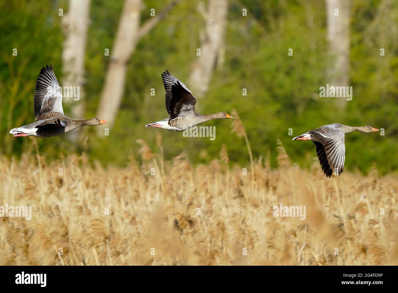 Greylag geese (Anser anser) flying, Germany Stock Photo - Alamy