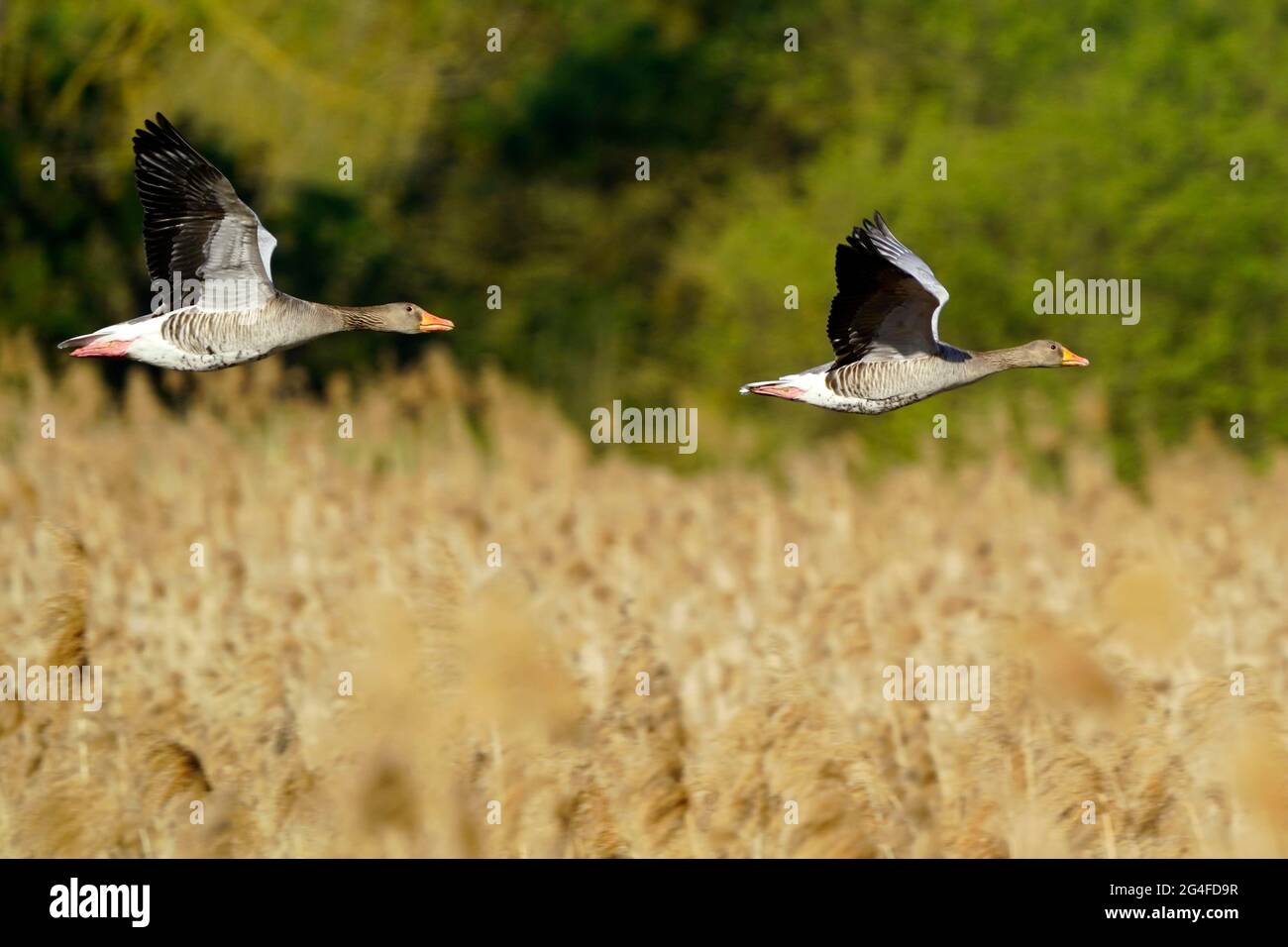 Greylag geese (Anser anser) flying, Germany Stock Photo - Alamy