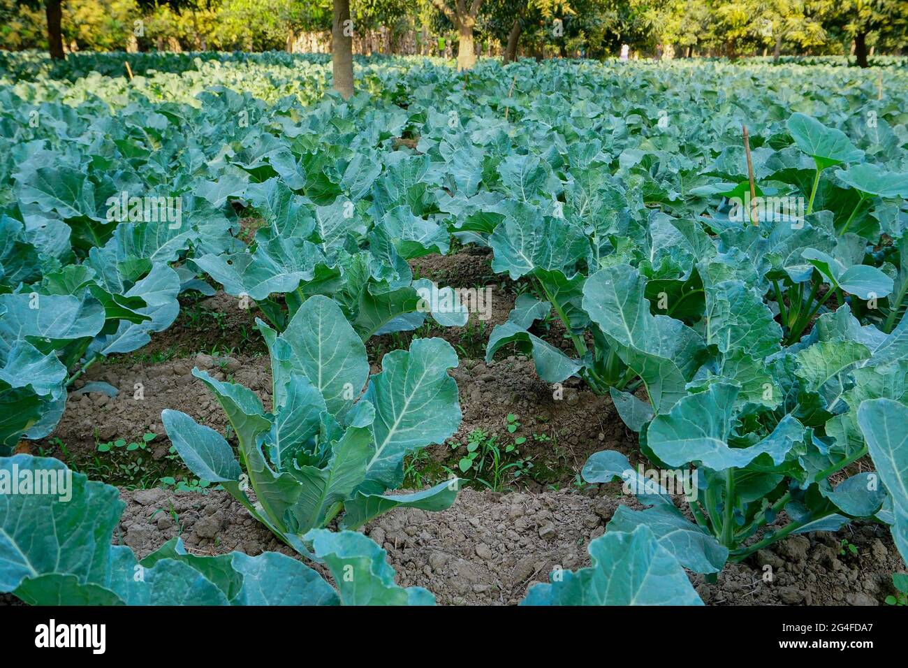 Cauli flower, brassica oleracea, being cultivated in an agriculture ...