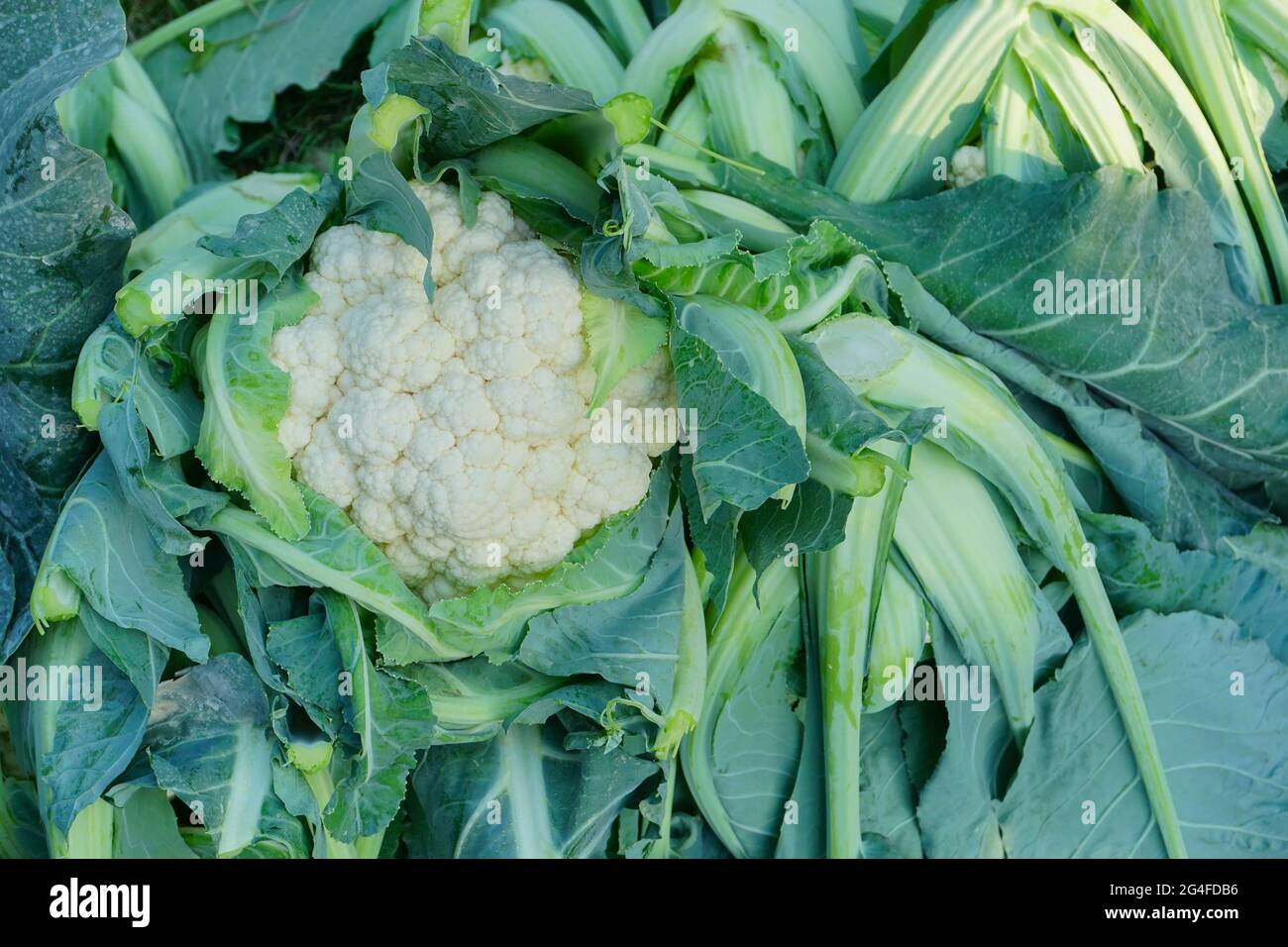 Indian Cauli Flower High Resolution Stock Photography and Images - Alamy
