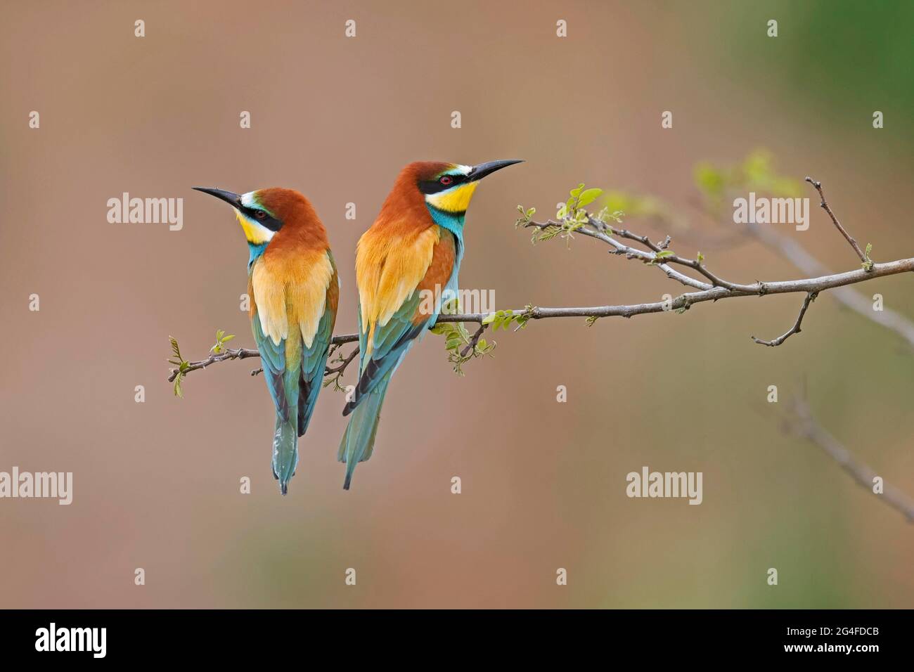 Bee-eater (Merops apiaster) sitting on a branch, Rhineland-Palatinate ...