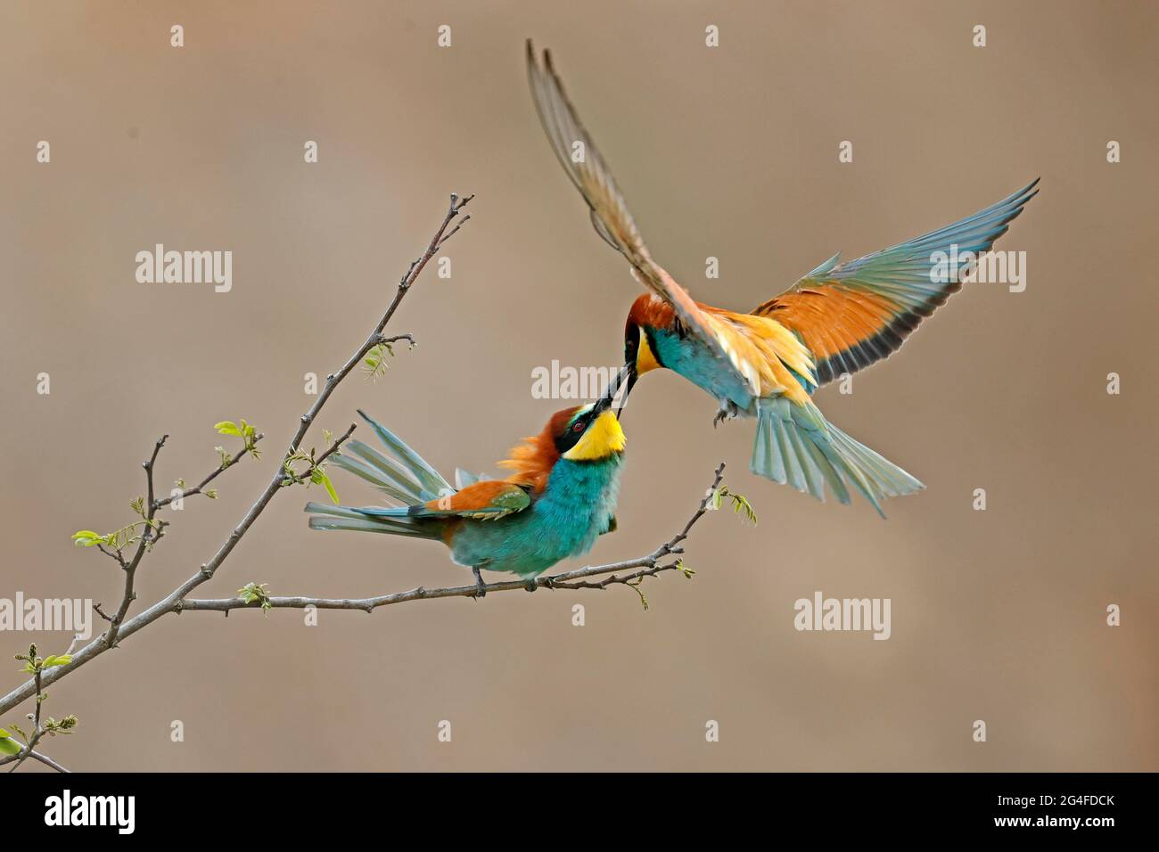 Bee-eater (Merops apiaster) in action on a branch, Rhineland-Palatinate ...