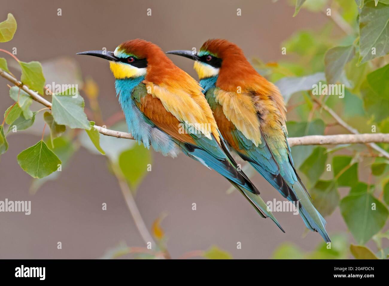 Bee-eater (Merops apiaster) sitting on a branch, Rhineland-Palatinate ...