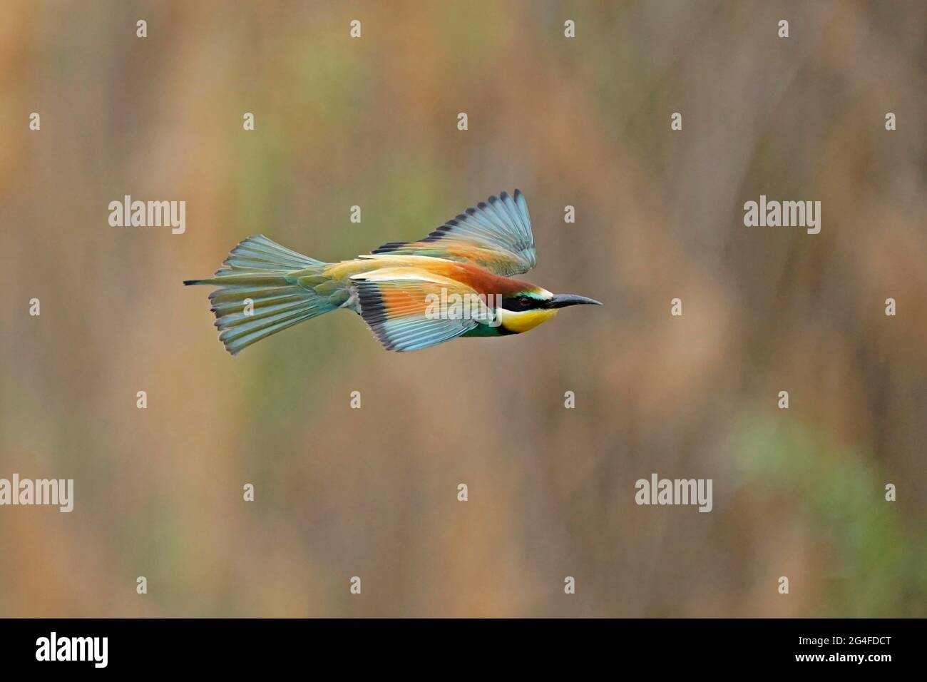 Bee-eater (Merops apiaster) flying, Rhineland-Palatinate, Germany Stock ...