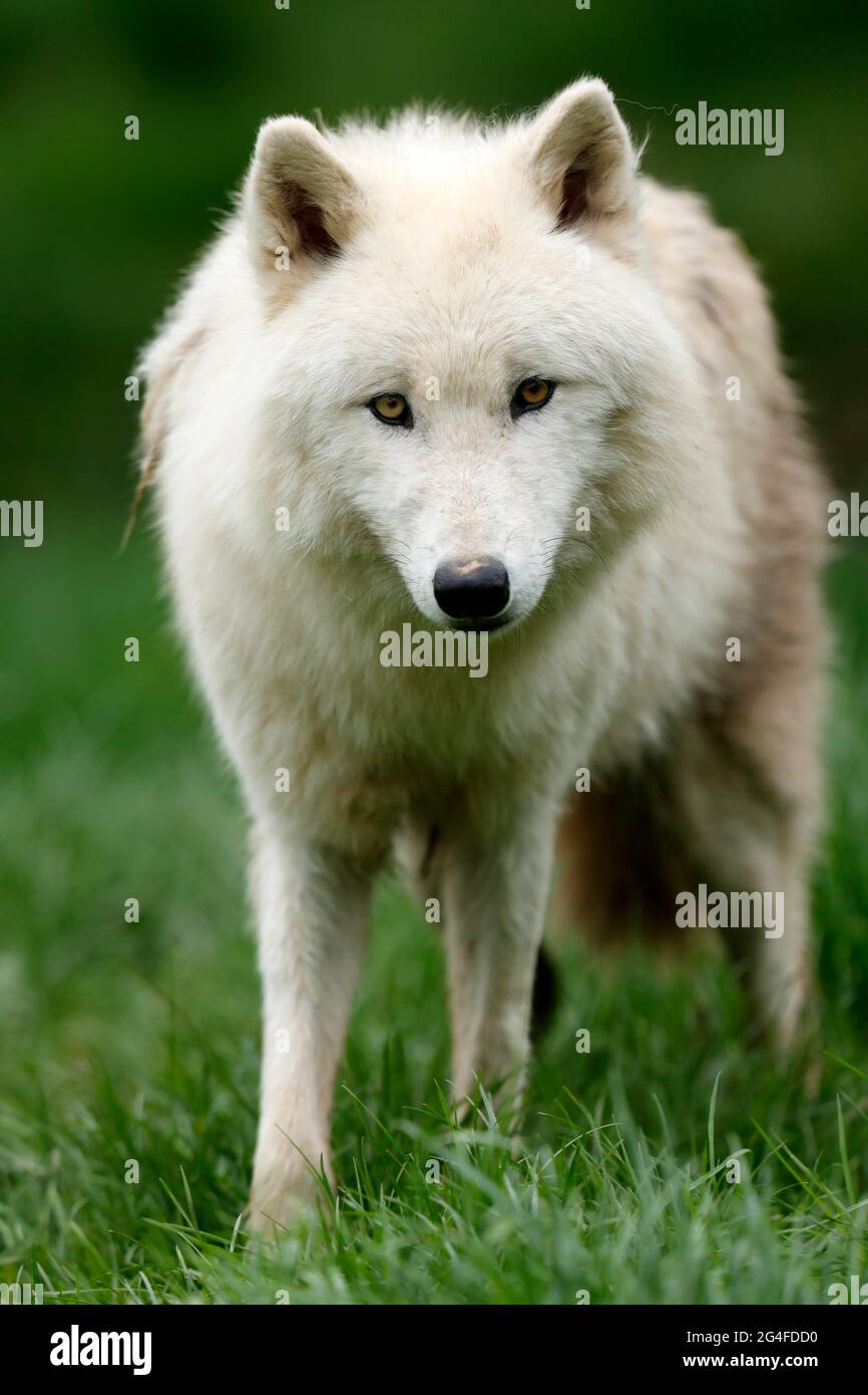 Polar wolf, Arctic wolf (Canis lupus arctos) animal portrait, Germany Stock Photo - Alamy