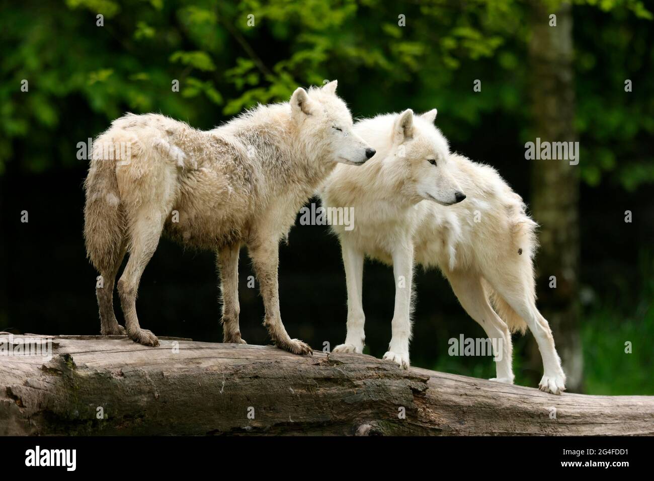 Arctic wolf (Canis lupus arctos) standing on tree trunk, Germany Stock ...