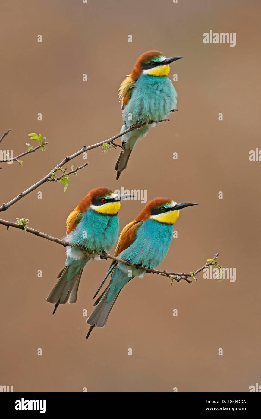 Bee-eater (Merops apiaster) sitting on a branch, Rhineland-Palatinate ...