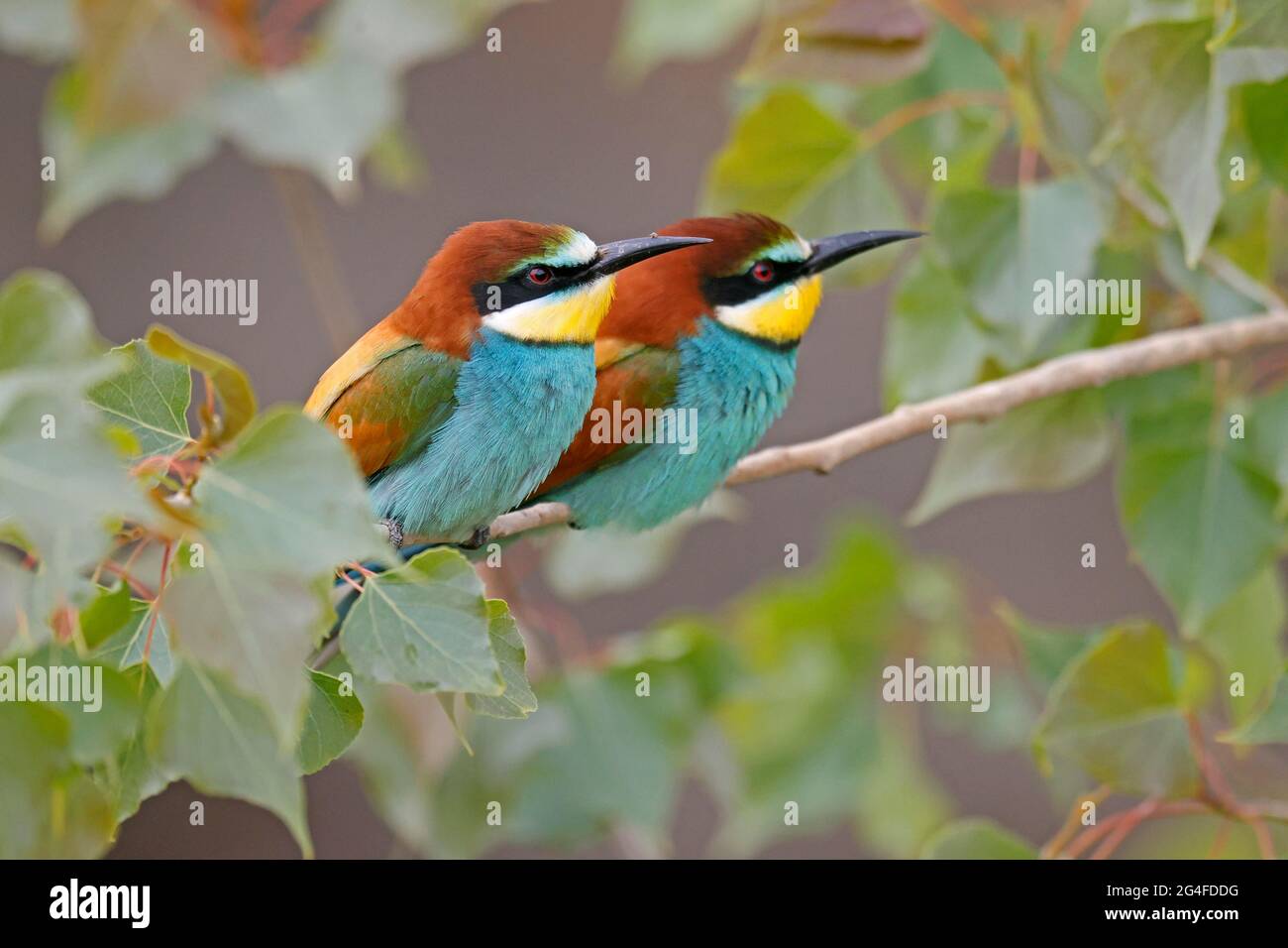 Bee-eater (Merops apiaster) sitting on a branch, Rhineland-Palatinate ...
