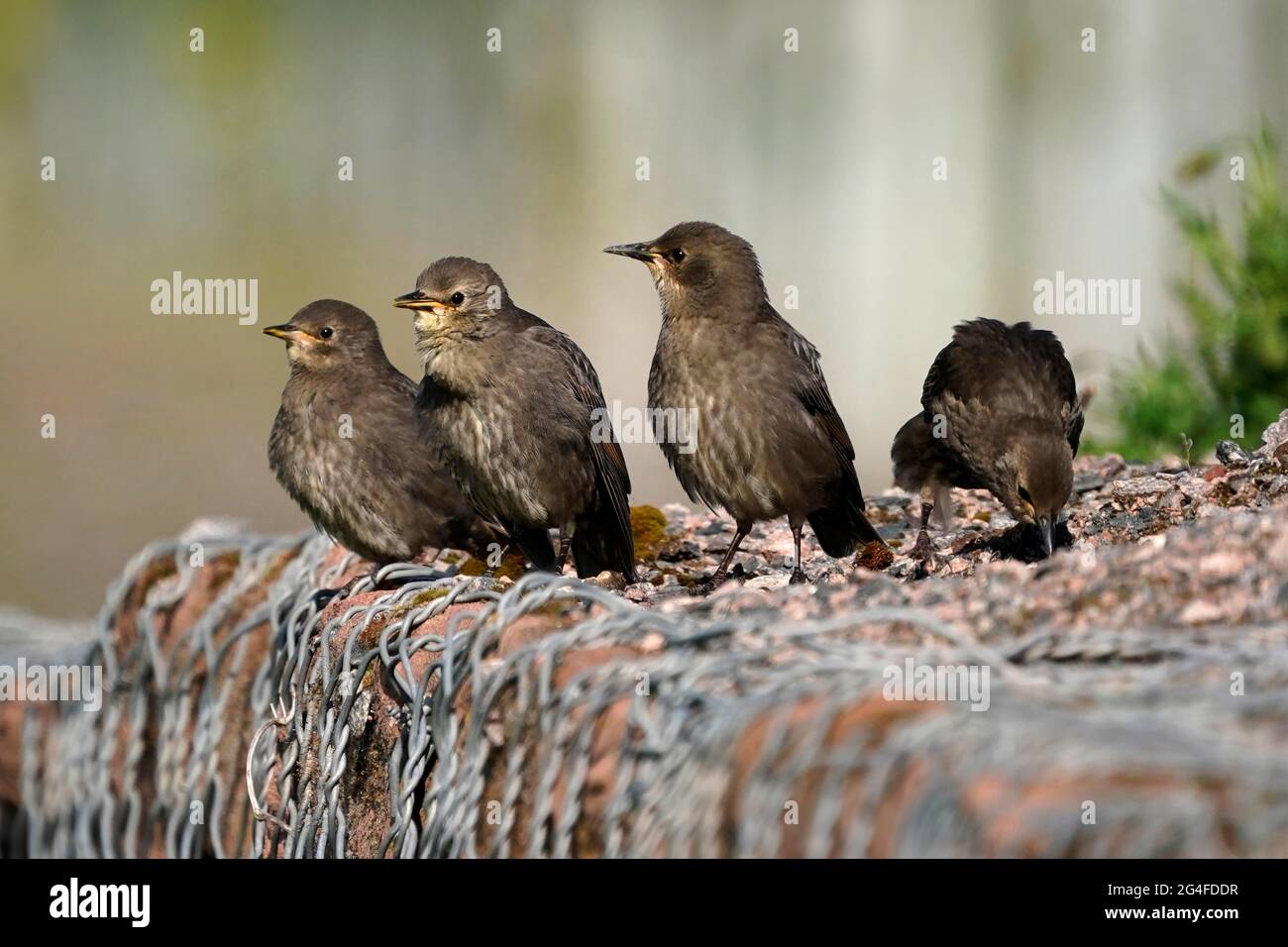Young starling fledgling hi-res stock photography and images - Alamy