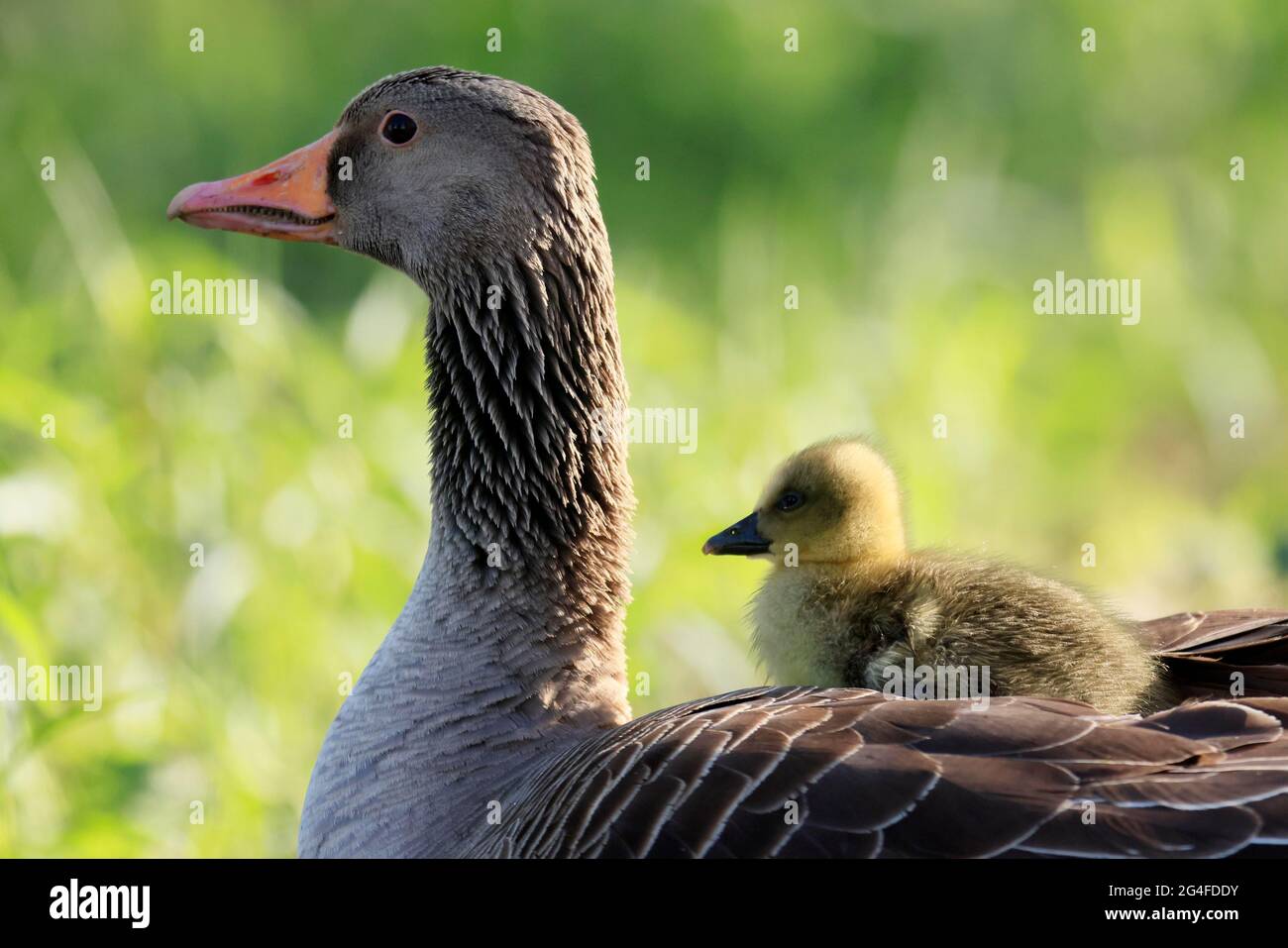 Greylag goose (Anser anser) chicks sitting on back of adult, Germany ...