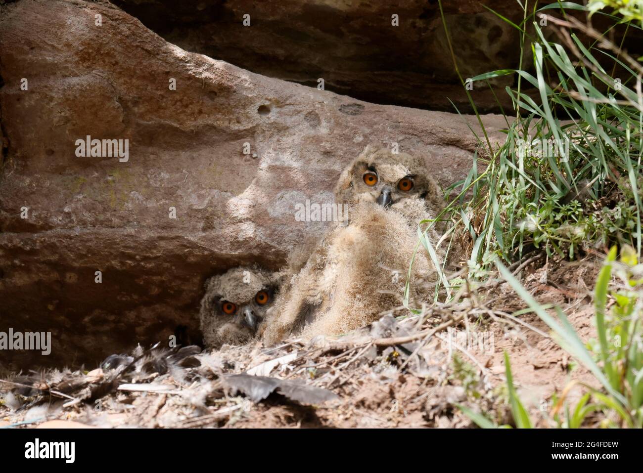 Eurasian eagle-owl (Bubo bubo) chicks sitting in a crevice, wildlife, Black Forest, Baden ...