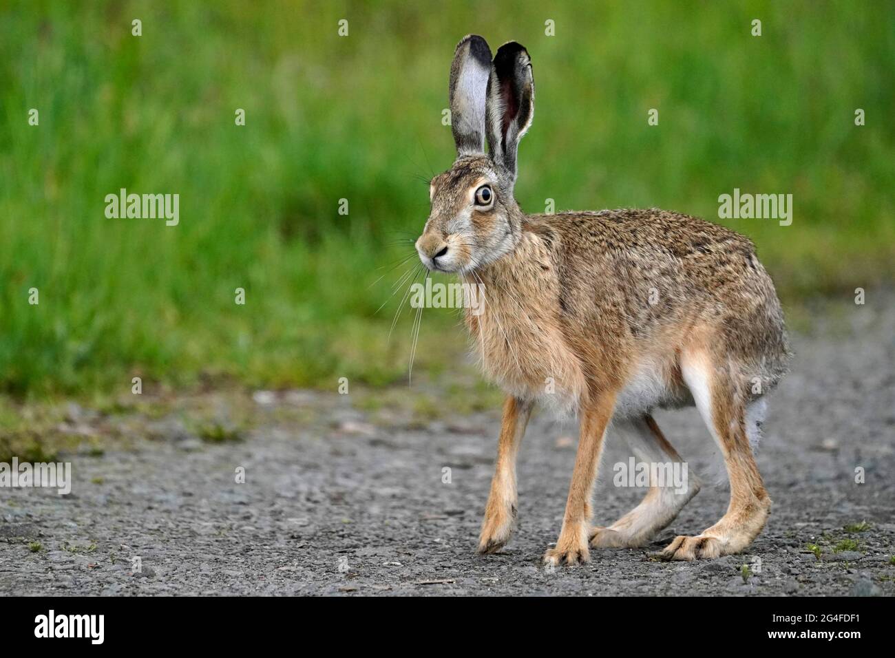 European hare (Lepus europaeus) running on a field path, Rhineland ...
