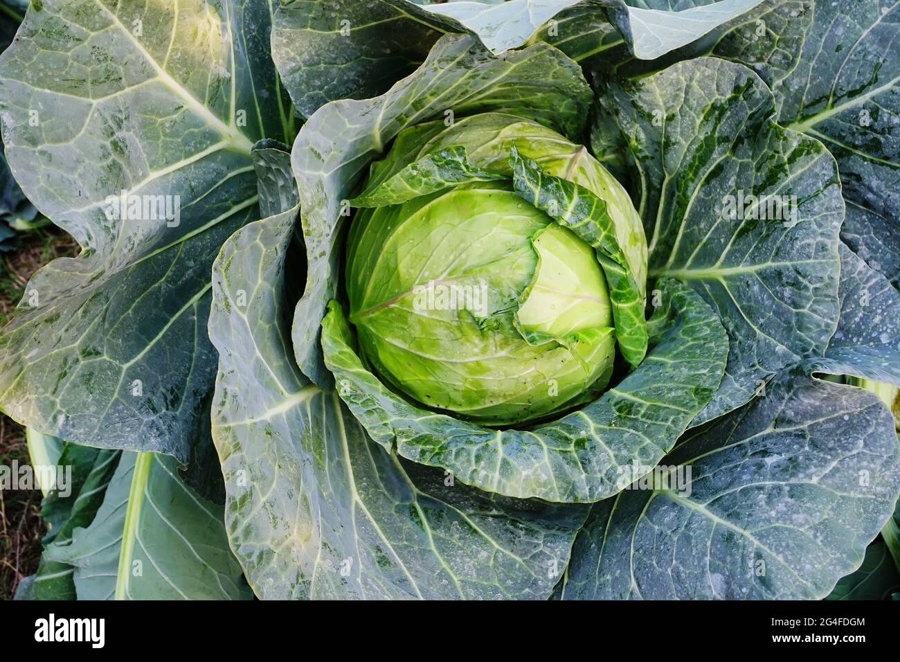Top view of a Cabbage. brassica oleracea, being cultivated in an ...