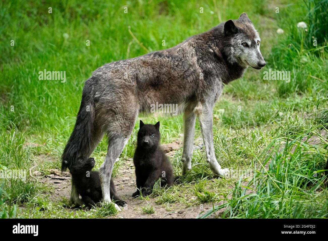 Timberwolf, American wolf (Canis lupus occidentalis), captive, pups ...