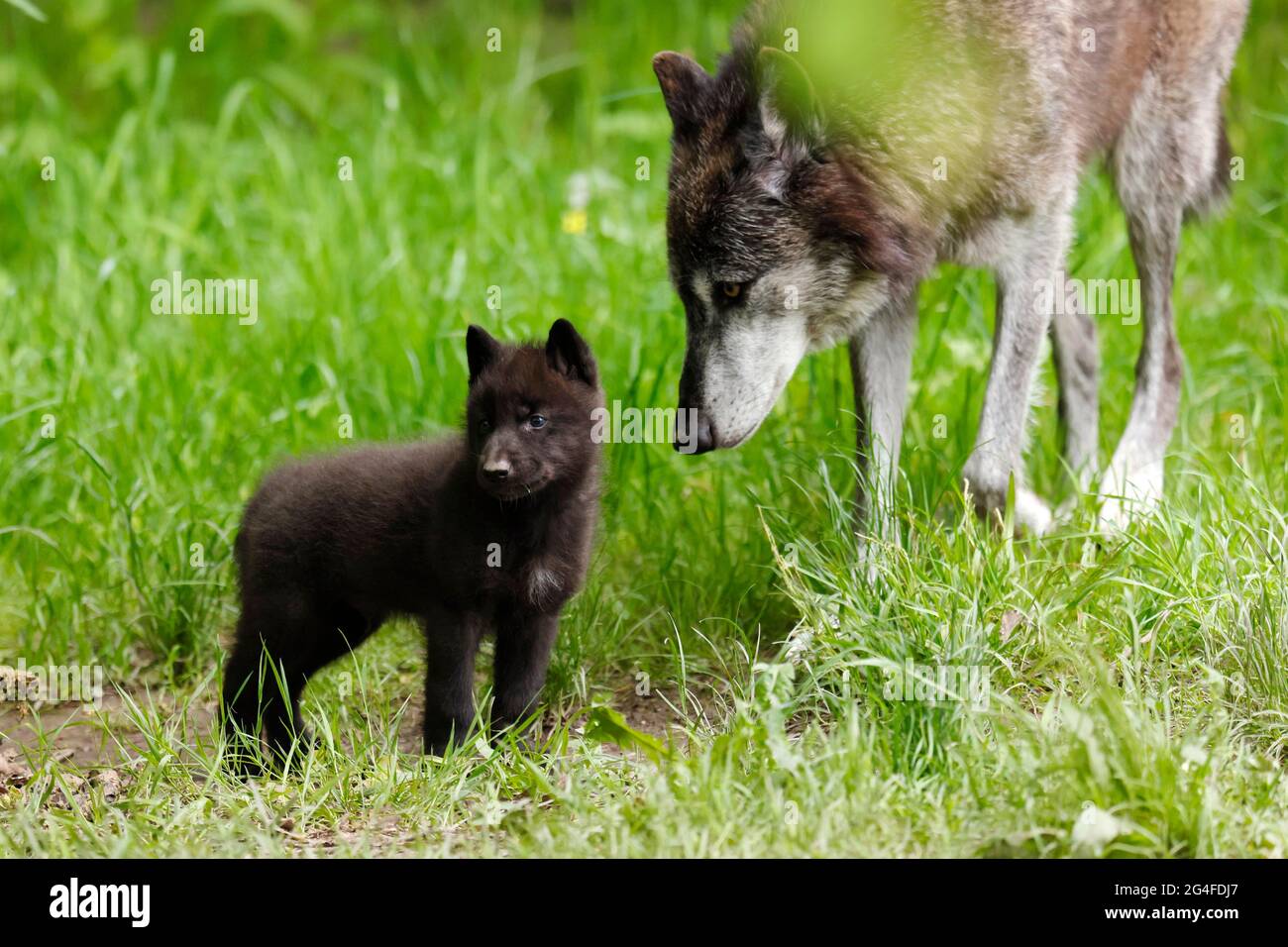 Timberwolf, American wolf (Canis lupus occidentalis), captive, pups ...