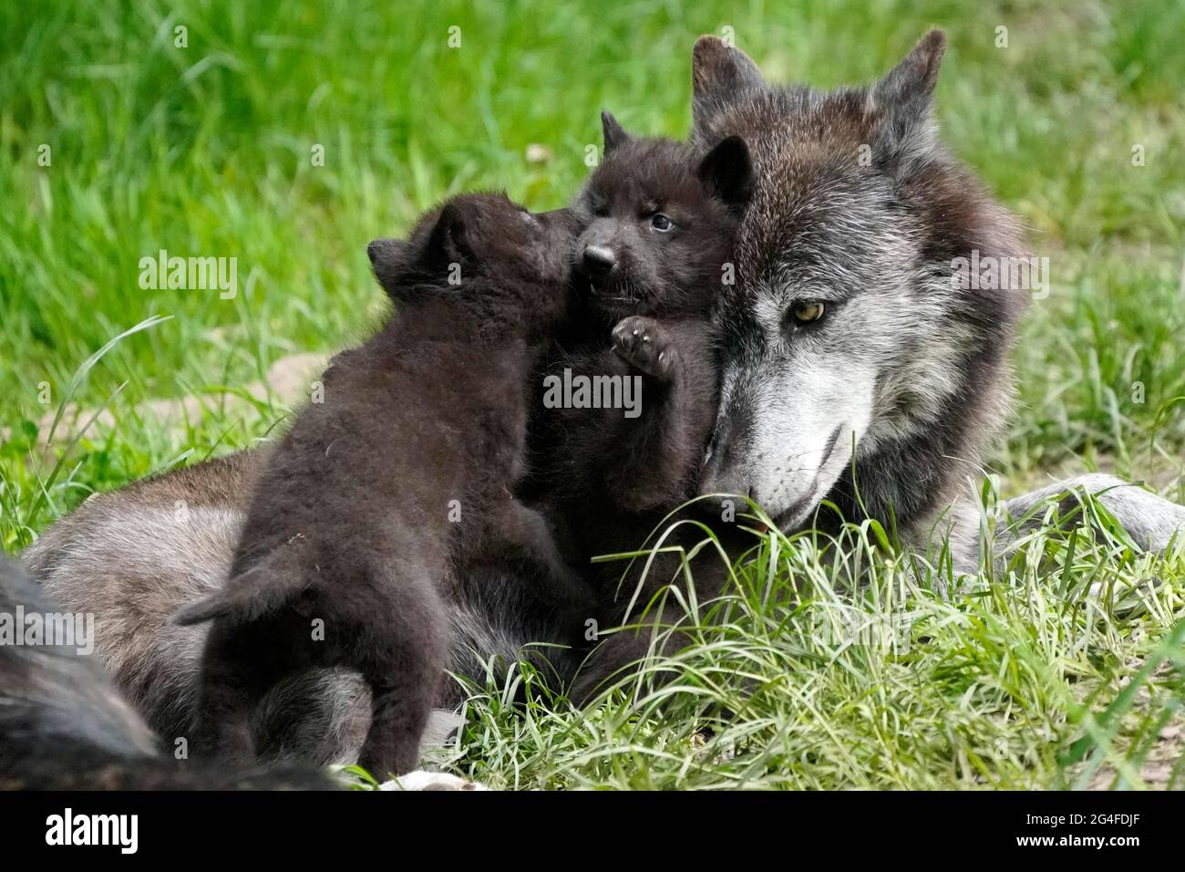 Timberwolf, American wolf (Canis lupus occidentalis), captive, pups with adult, Germany Stock ...