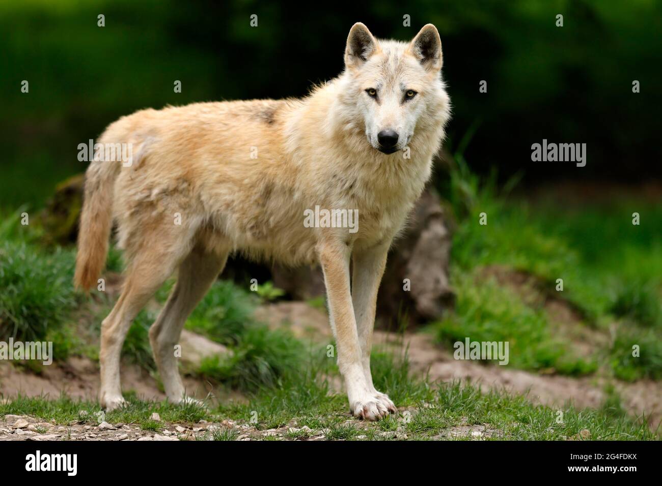 Timberwolf, American wolf (Canis lupus occidentalis), captive, animal ...